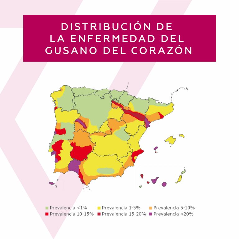 La enfermedad del gusano del corazón en perros - ESVET